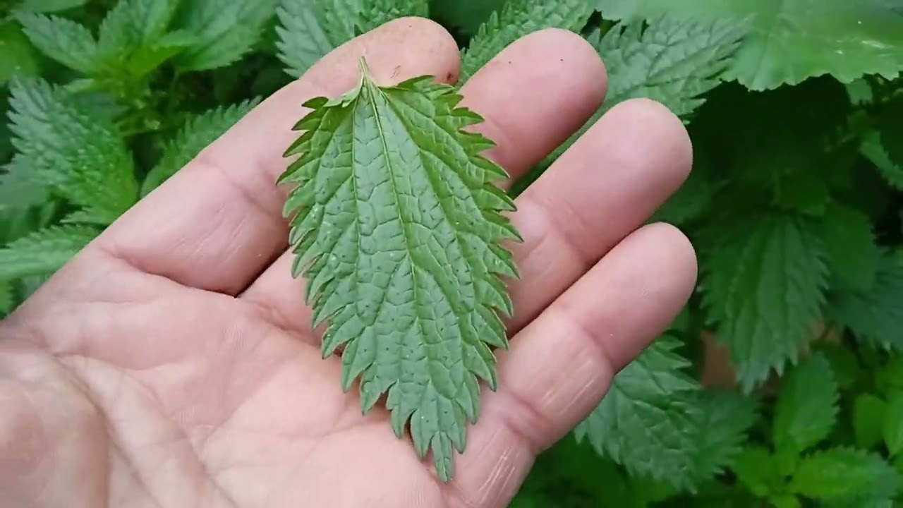 How to Harvest Stinging Nettle Leaves
