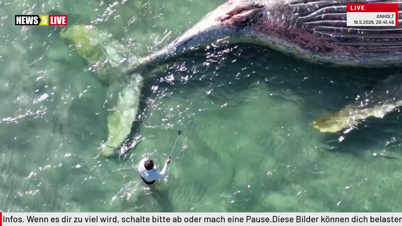 LIVE: Wal vor Dänemarks Küste