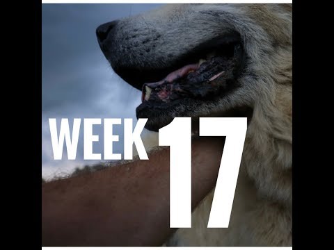 CSA Week 17