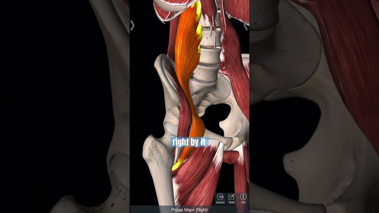 Why Your Hip Snaps (Snapping Hip Syndrome) #snappinghip #hippain app is essential anatomy