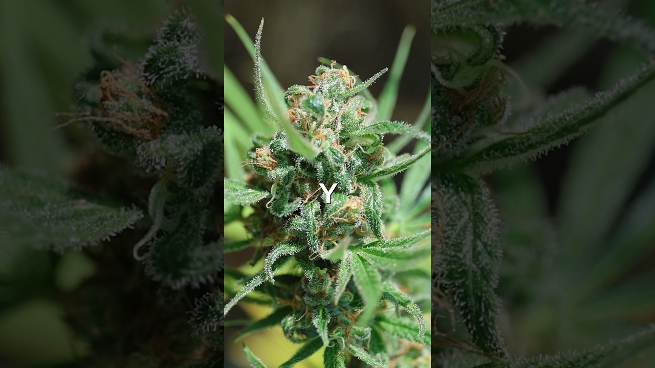 Los 3 Tips que Uso para Cosechar