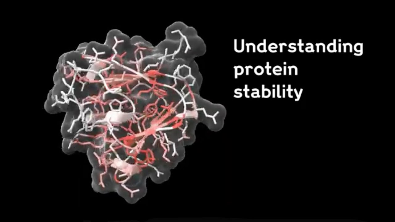 Understanding protein stability