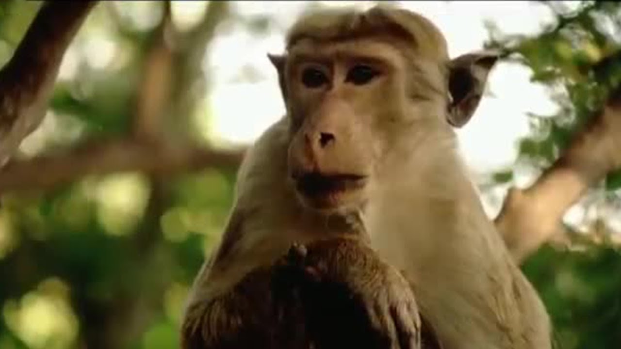 Clever Monkeys - Documentarytube.com