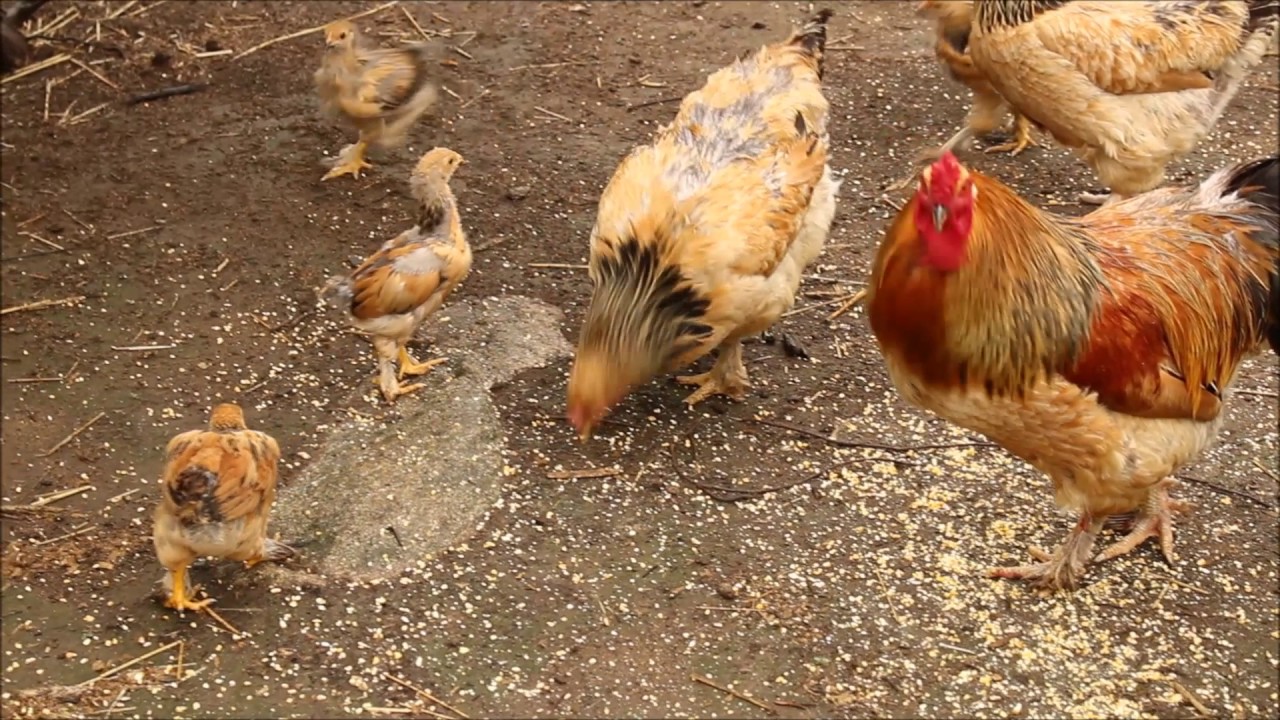 Introducing Chicks to the Flock