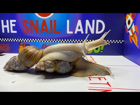 3 Giant Snail Racing!