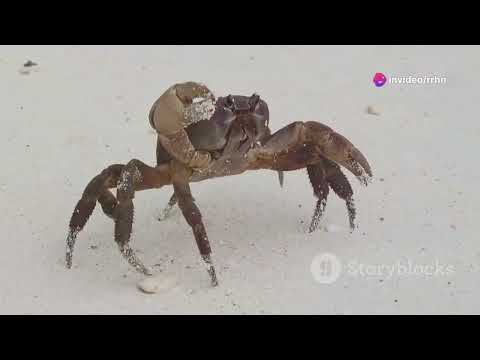 Crabby Facts: Unveiling the World of Crabs