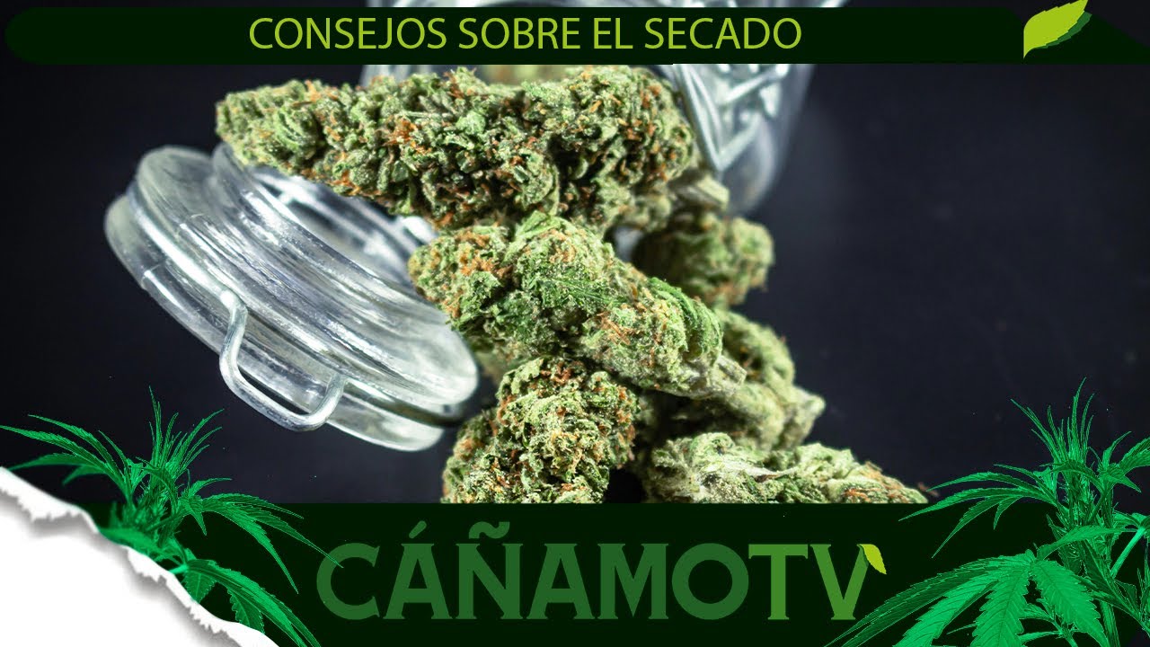 ¿CÓMO REALIZAR UN SECADO PERFECTO DE TUS FLORES? 💡 Mars Hydro FC-E4800