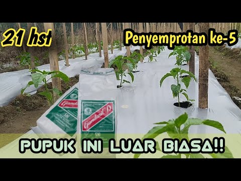 21 hst || manfaat dan cara penggunaan gandasil d untuk tanaman cabe || penyemprotan ke-5