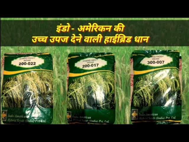 Paddy Seeds - Buland 5050 Paddy Seeds Hybrid Paddy Signet Wholesaler ...
