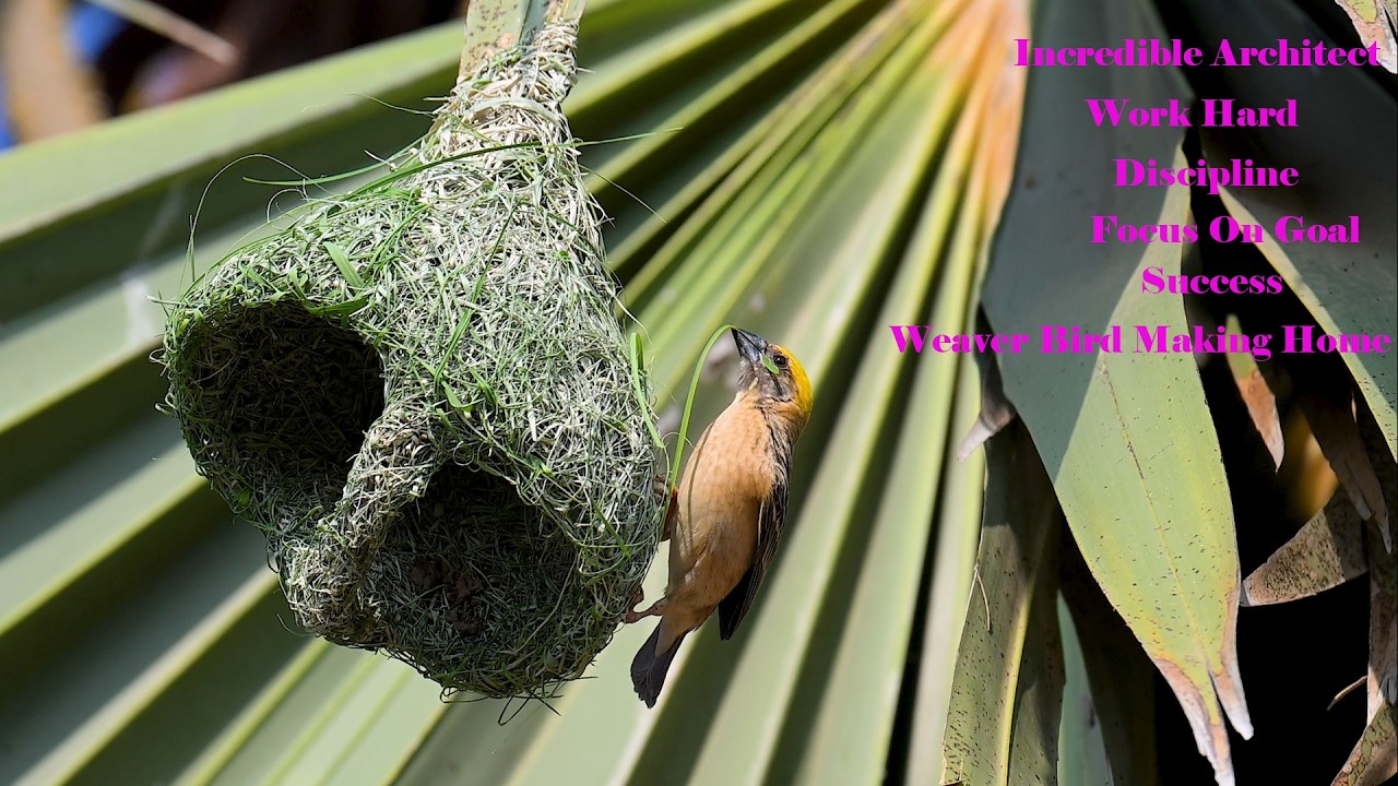 Incredible Architect🥰 Impressive Of Weaver Bird Build NestEp63