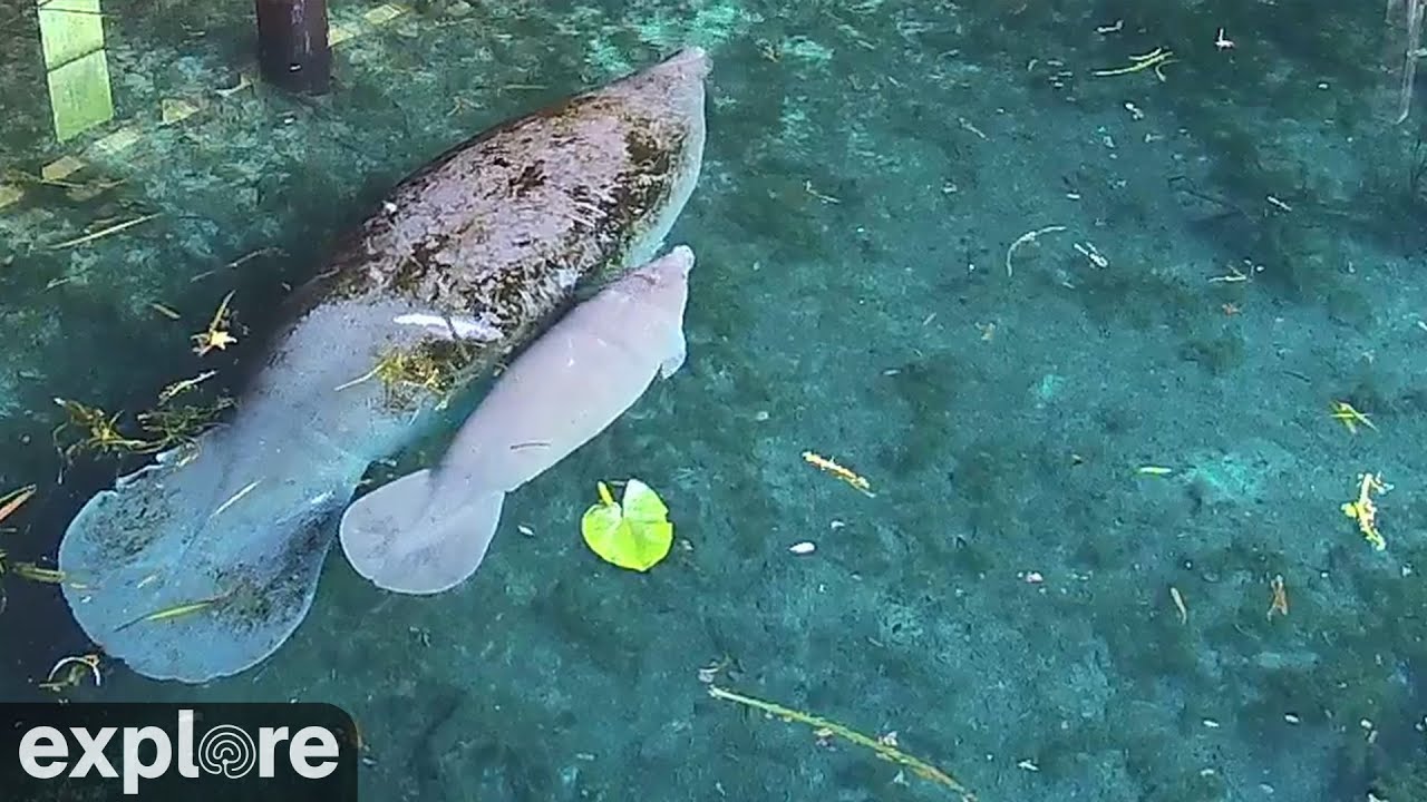 Silver Springs Underwater Manatee Cam - Live Webcam | GeoWebcams