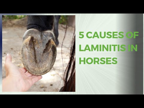 Horse founder - The top causes of laminitis in horses