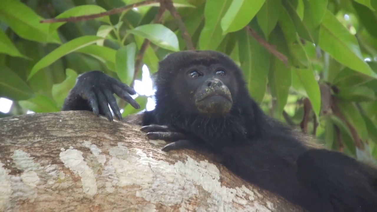 Monos aulladores en Costa Rica por Javier Mendoza | Vídeo | Turismo de Observación