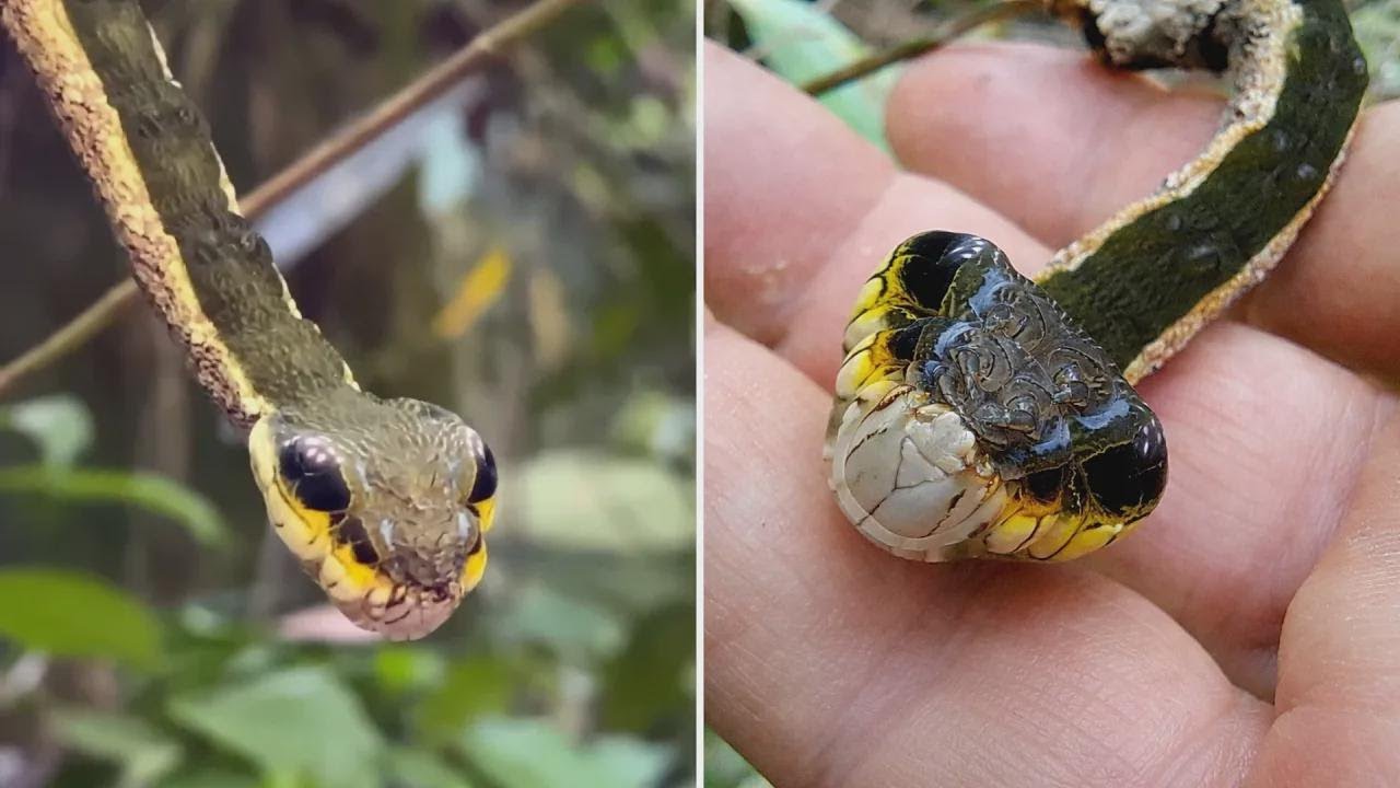 Oruga serpiente: ¡no es una serpiente, aunque lo parezca!