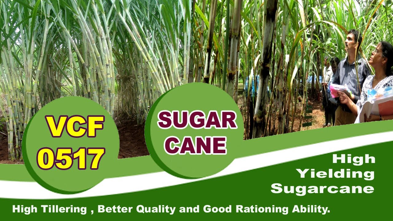 VCF 0517 Sugar Cane Farming // Performance of VCF 0517 (Bahubali) Veriety by @AgriTN // V. C. Farm