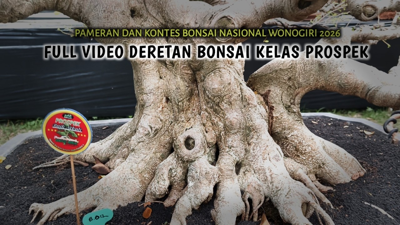 Wonogiri National Bonsai Exhibition 2026 Prospect Class
