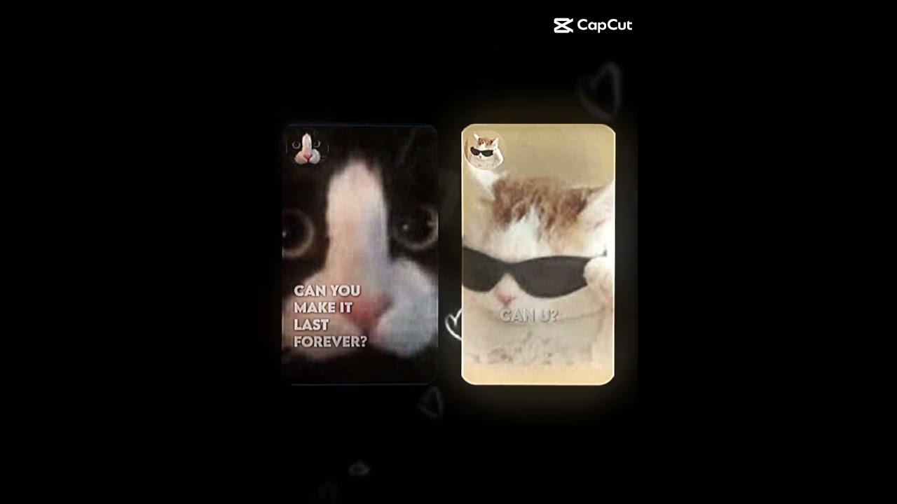 my 2 discord cat pfp