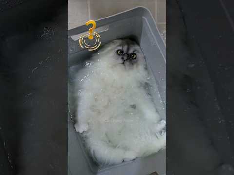 #64 Funny Cat videos š±š± #meowing #memes #cute