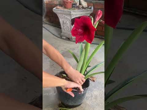 Lilies, this helps to create large bulbs and new flowers #shorts