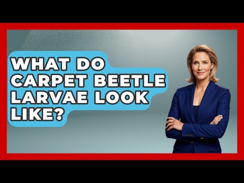 What Do Carpet Beetle Larvae Look Like? - Insects and Invaders