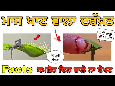 ਮਾਸਾਹਾਰੀ ਦਰੱਖ਼ਤ | Fact in Punjabi | ਡੂੰਘੀਆਂ ਜਾਣਕਾਰੀਆਂ | Mankirat Aulakh | Punjabi Facts Video | YJKD