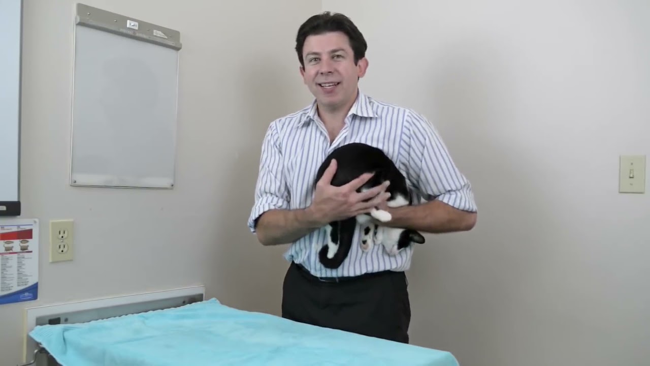 SQUISH THAT CAT