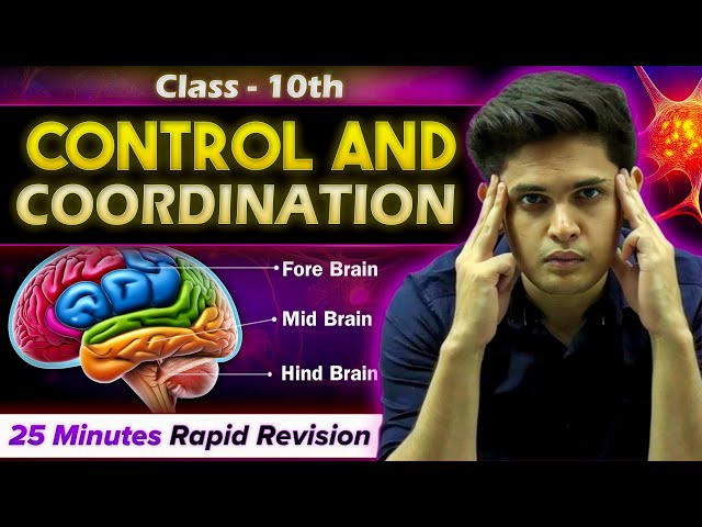 Understanding Control and Coordination: A Comprehensive Guide for Class 10 Students | Galaxy.ai ...