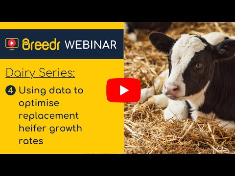 Using data to optimise replacement heifer growth rates - Breedr Dairy Beef Webinar