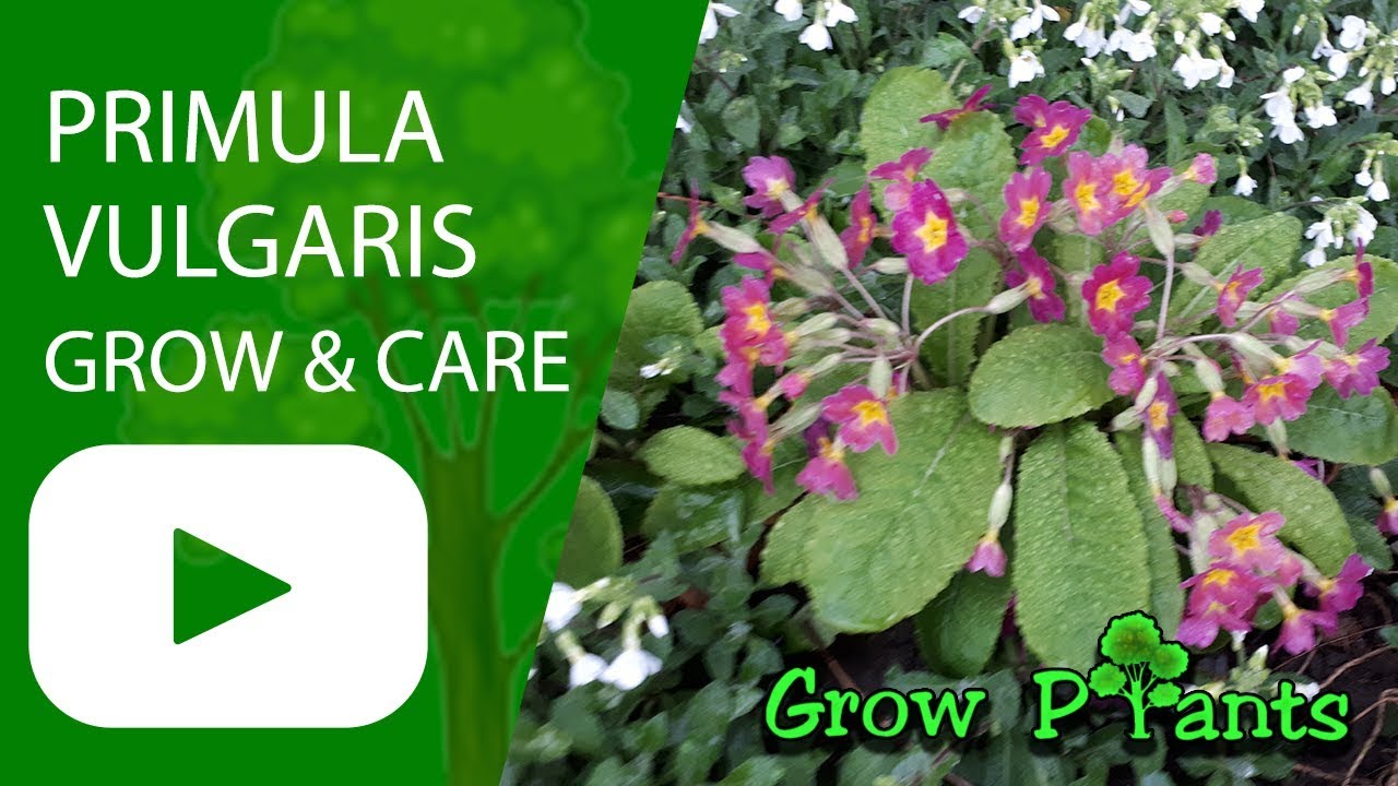 Primula vulgaris - grow & care