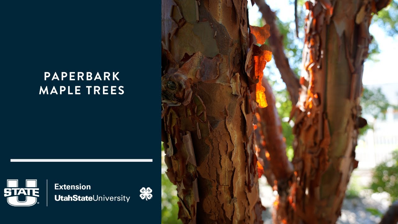 Paperbark Maple Trees