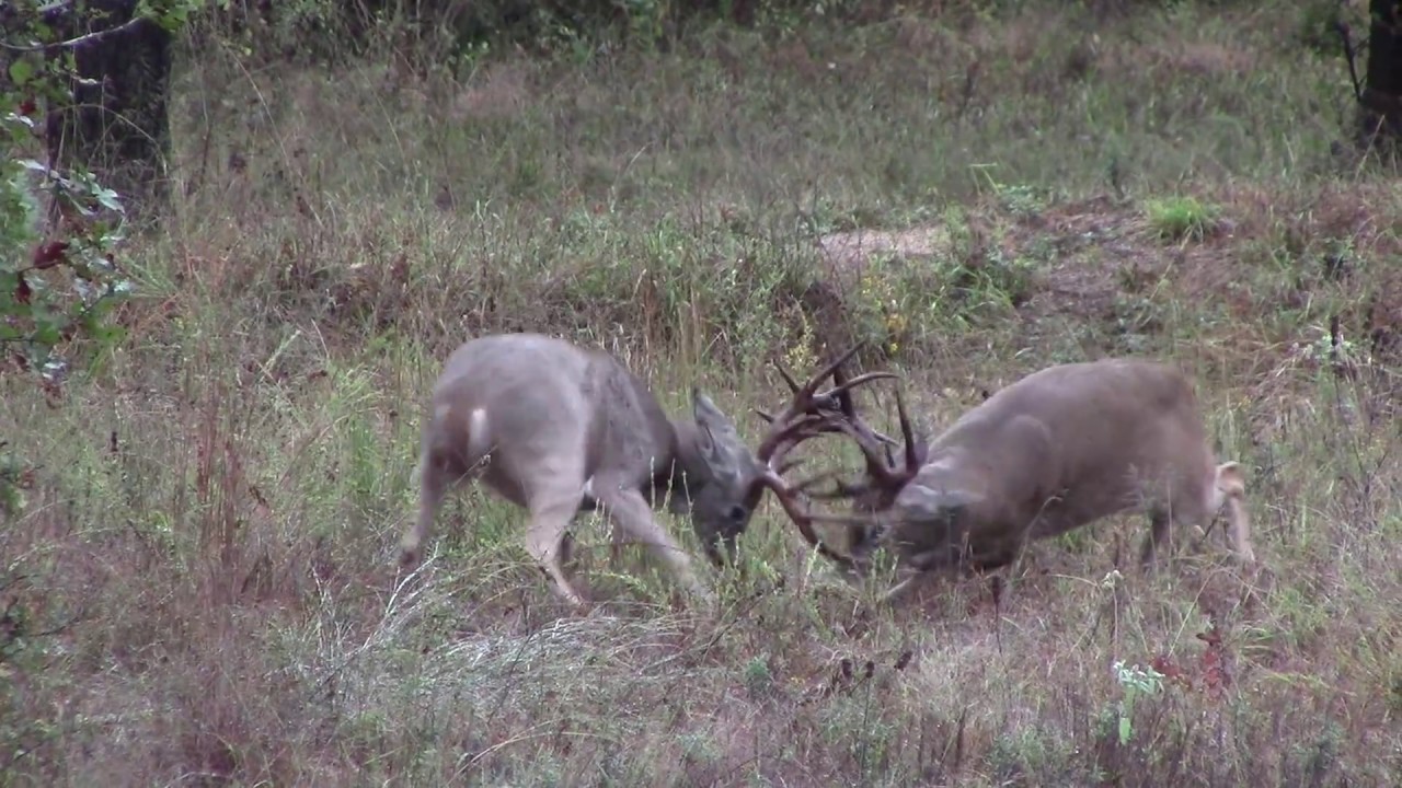 UNBELIEVABLE BUCK FIGHT!!