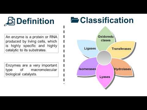 Enzyme Definition and Classification