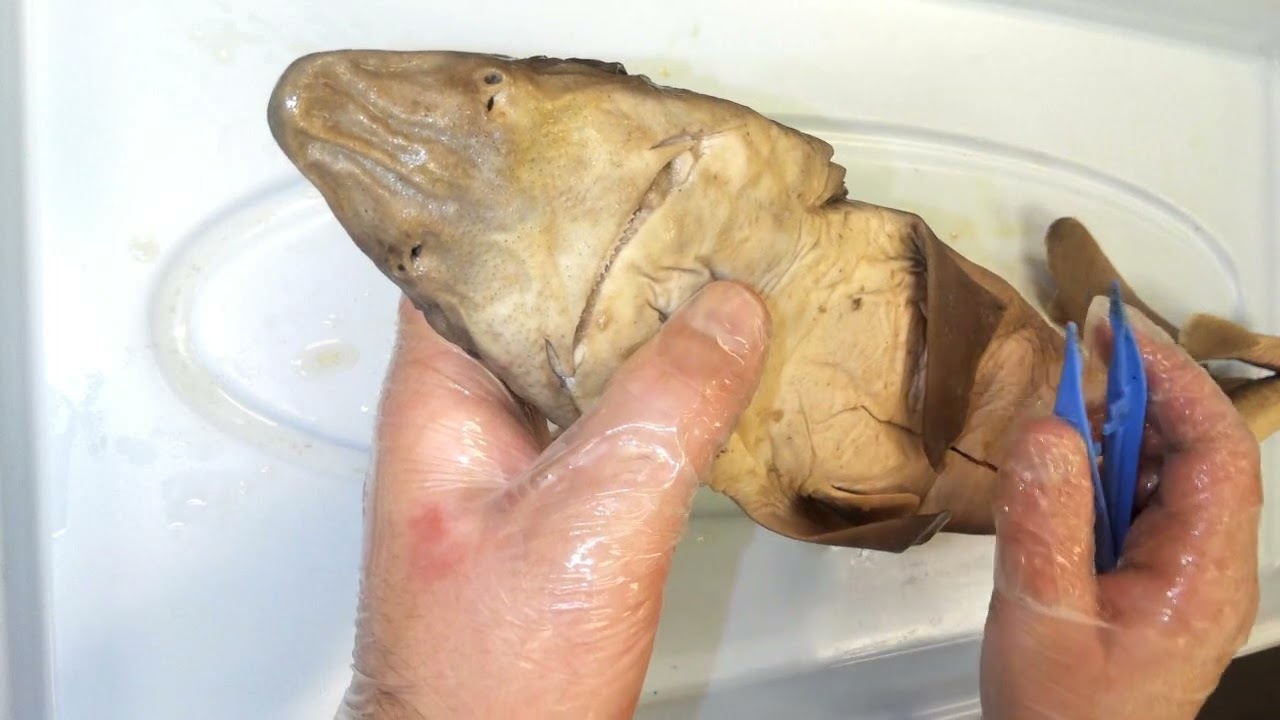 Dogfish Shark - External Anatomy