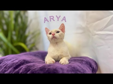 Cat for adoption - Arya Stark, a Domestic Short Hair Mix in Portage, WI | Petfinder