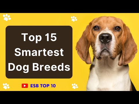 Top 15 Smartest Dog Breeds | ESB Top 10 #dogbreeds #smartdogs