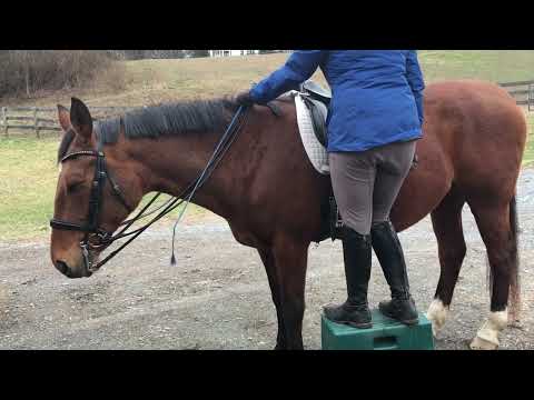 Properly Mounting your Horse – All about horses