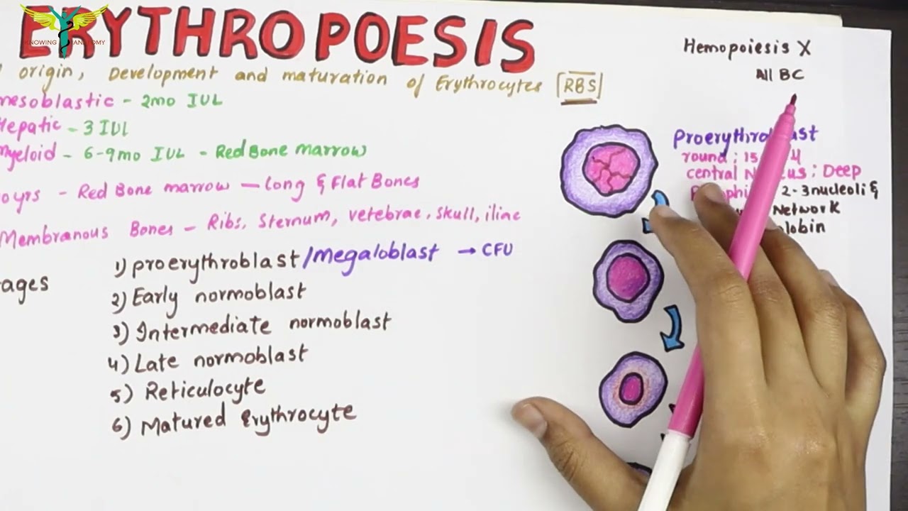 Erythropoesis - Physiology ; Sites and Stages