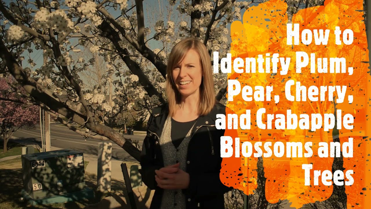 How to Identify Plum, Pear, Crabapple, and Cherry Blossoms and Trees