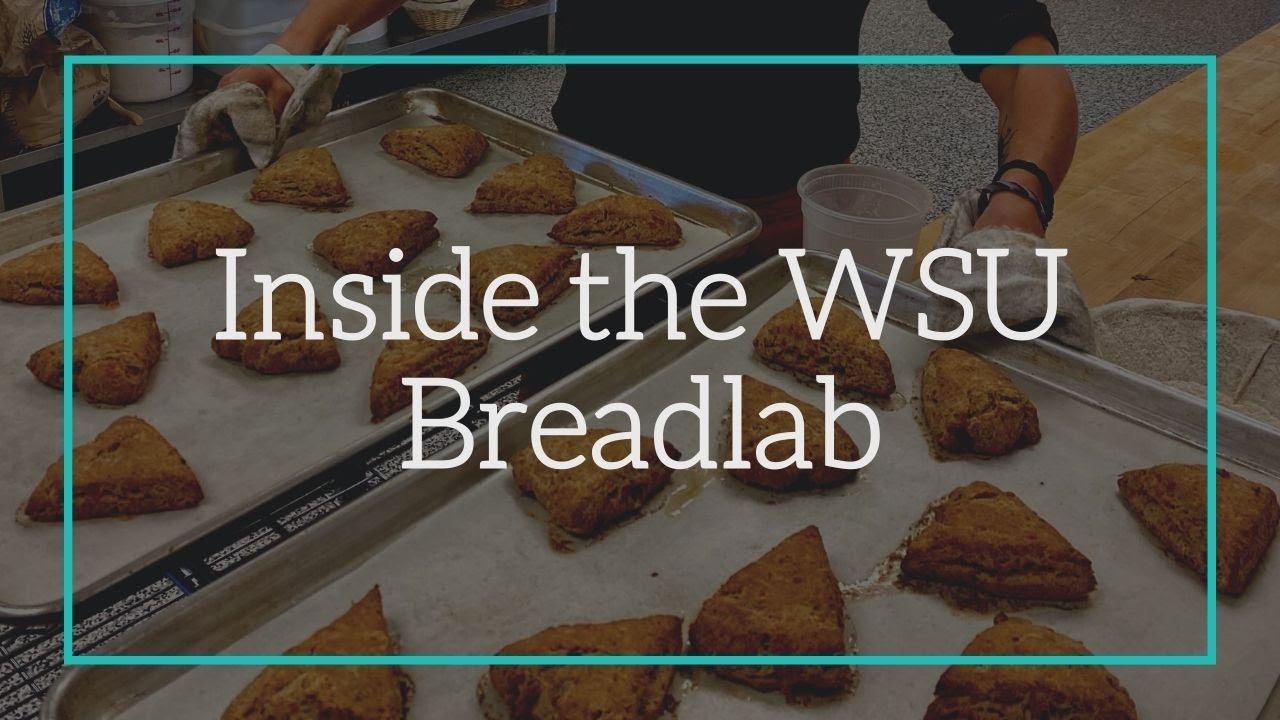From the Field to the Loaves: Inside the WSU Breadlab