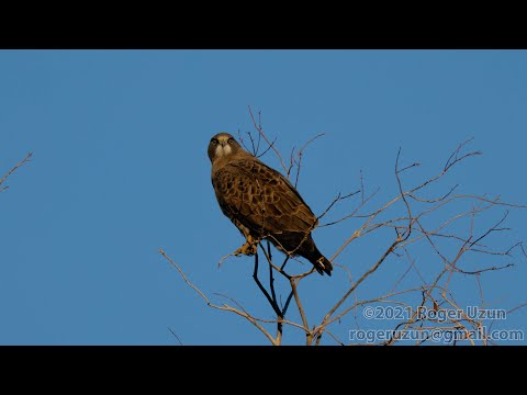 HDObservations : Swainson's Hawk (4K UHD)