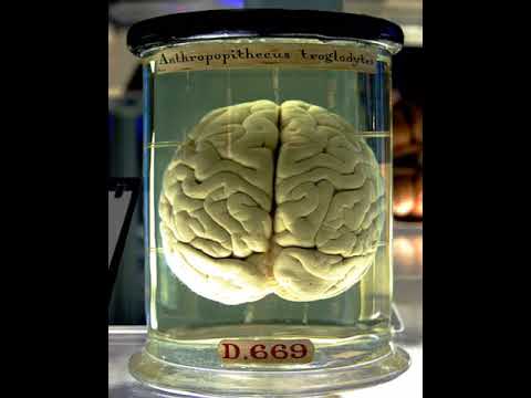 Read brain on Wikipedia
