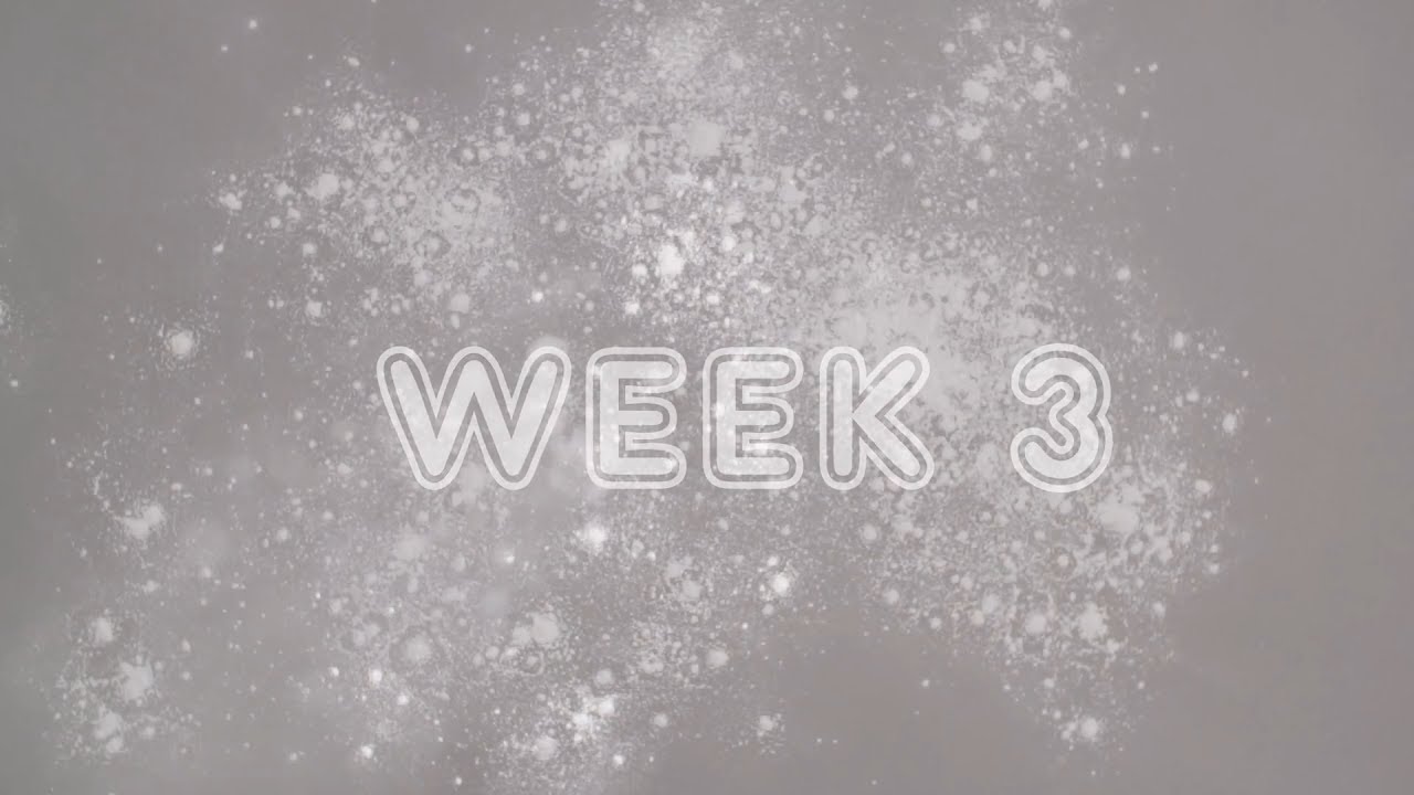 Camp Dina - Week 3 - 2017