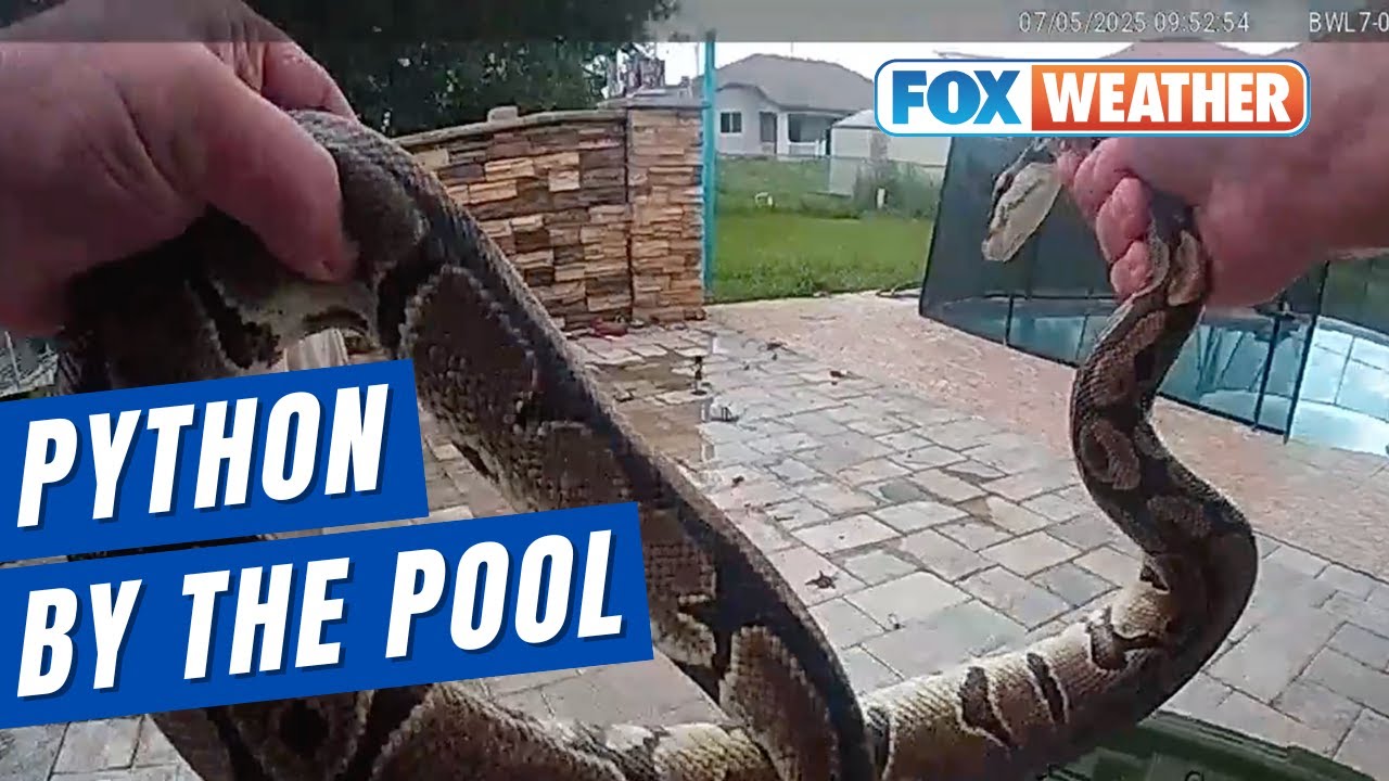 Florida Deputy Rescues Ball Python From Pool Deck