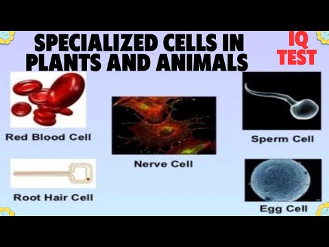 Biology Quiz | Specialized Plant and Animal Cells | CELL STRUCTURE AND FUNCTIONS