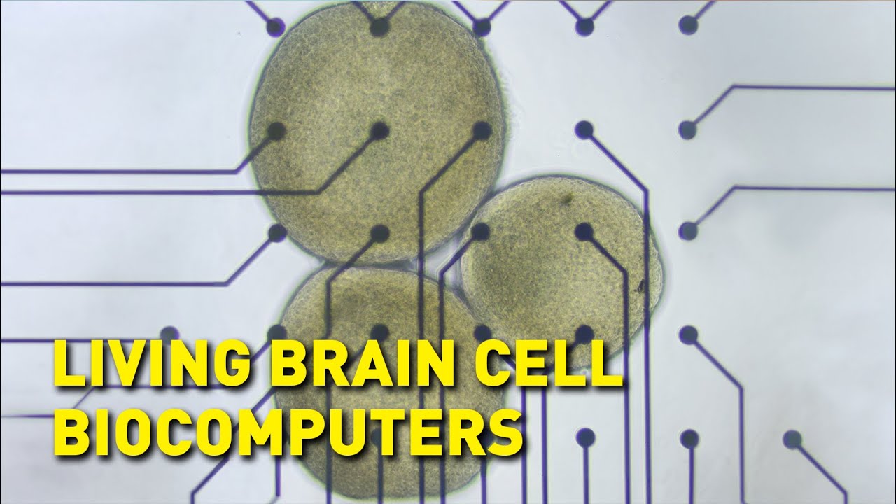 The Future of AI: Harnessing Human Brain Cells for Biocomputing | Galaxy.ai
