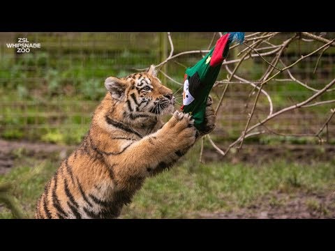 It’s a Whipsnade wonderland for our animals this Christmas