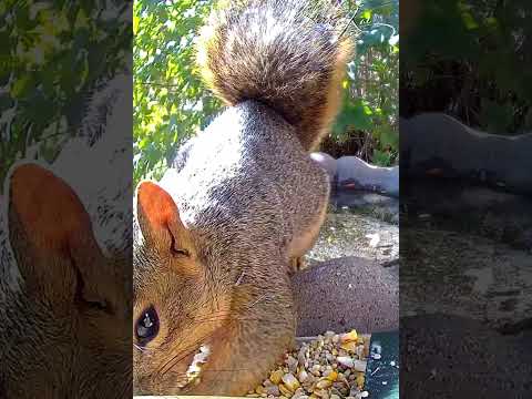 10.8.24 FeatherSnap Visitors - #FeatherSnap #BirdFeeder #Bird #Squirrel #Nature #Wildlife #Music
