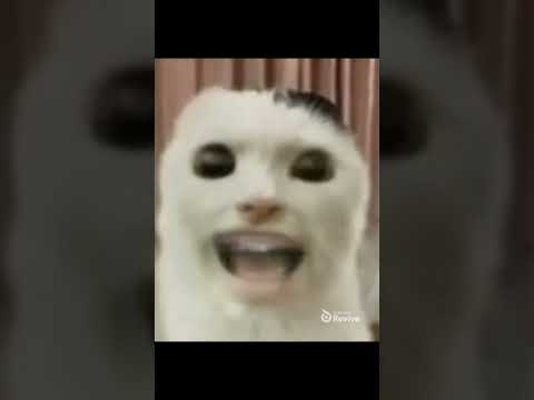 ⚠️weird goofy boofy troofy stoofy pictures⚠️ #stupid #meme #cat #patrickbatemancat