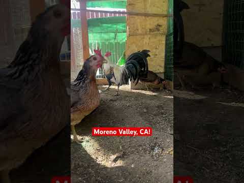 Mis Gallinas preciosas #gamefowl #gamefowlbreed #gamefowlbreeder #california #chicken #purebred