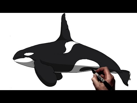 How to Draw an Orca (Killer Whale) | Step By Step